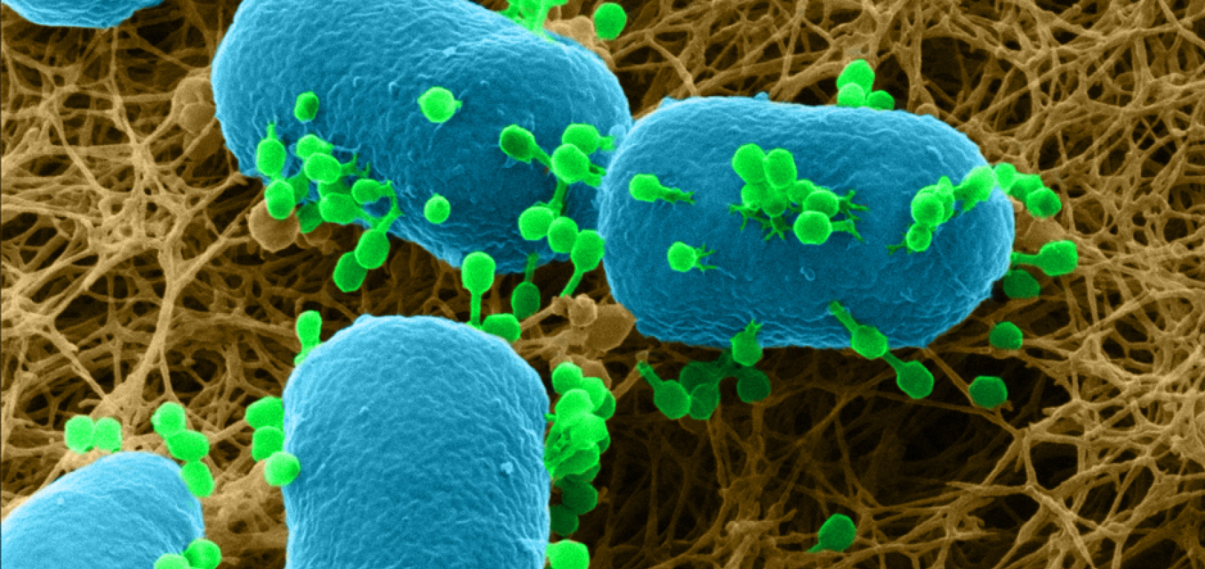 World Of Parasites | Department of Zoology