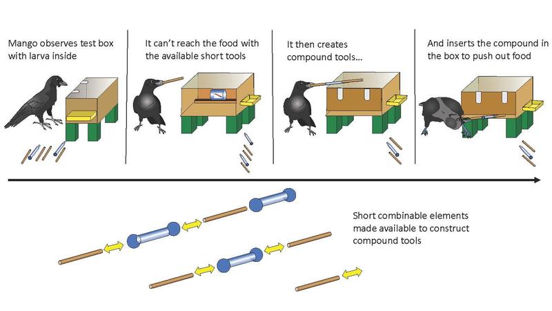 New Caledonian crows can create tools from multiple parts | Department ...