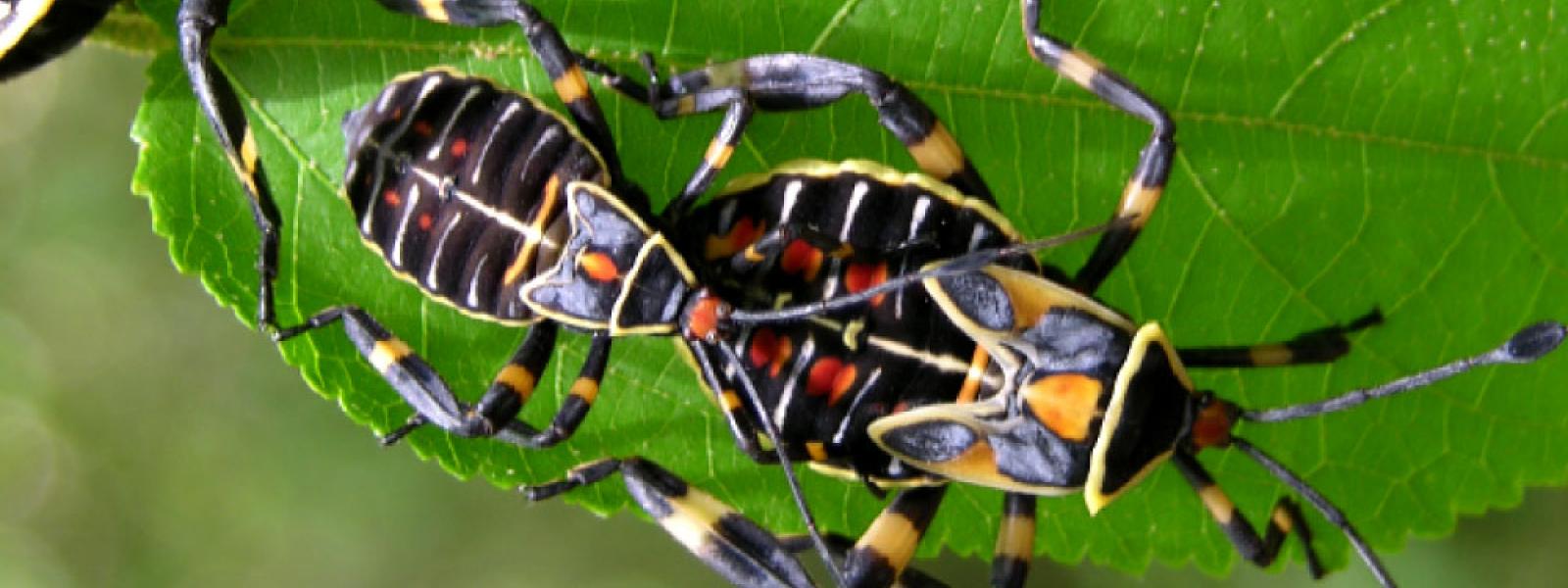 Community Ecology Lab | Department of Zoology Community Ecology Lab | Department of Zoology