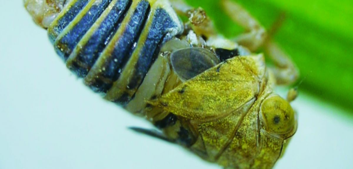 Courting bugs attract mates using an elastic “snapping organ” for ...